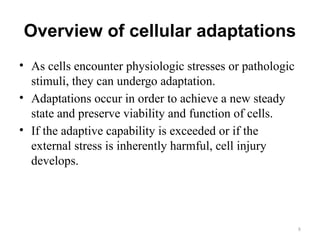 Session 3 Cellular responses to stress and noxious stimuli.pptx