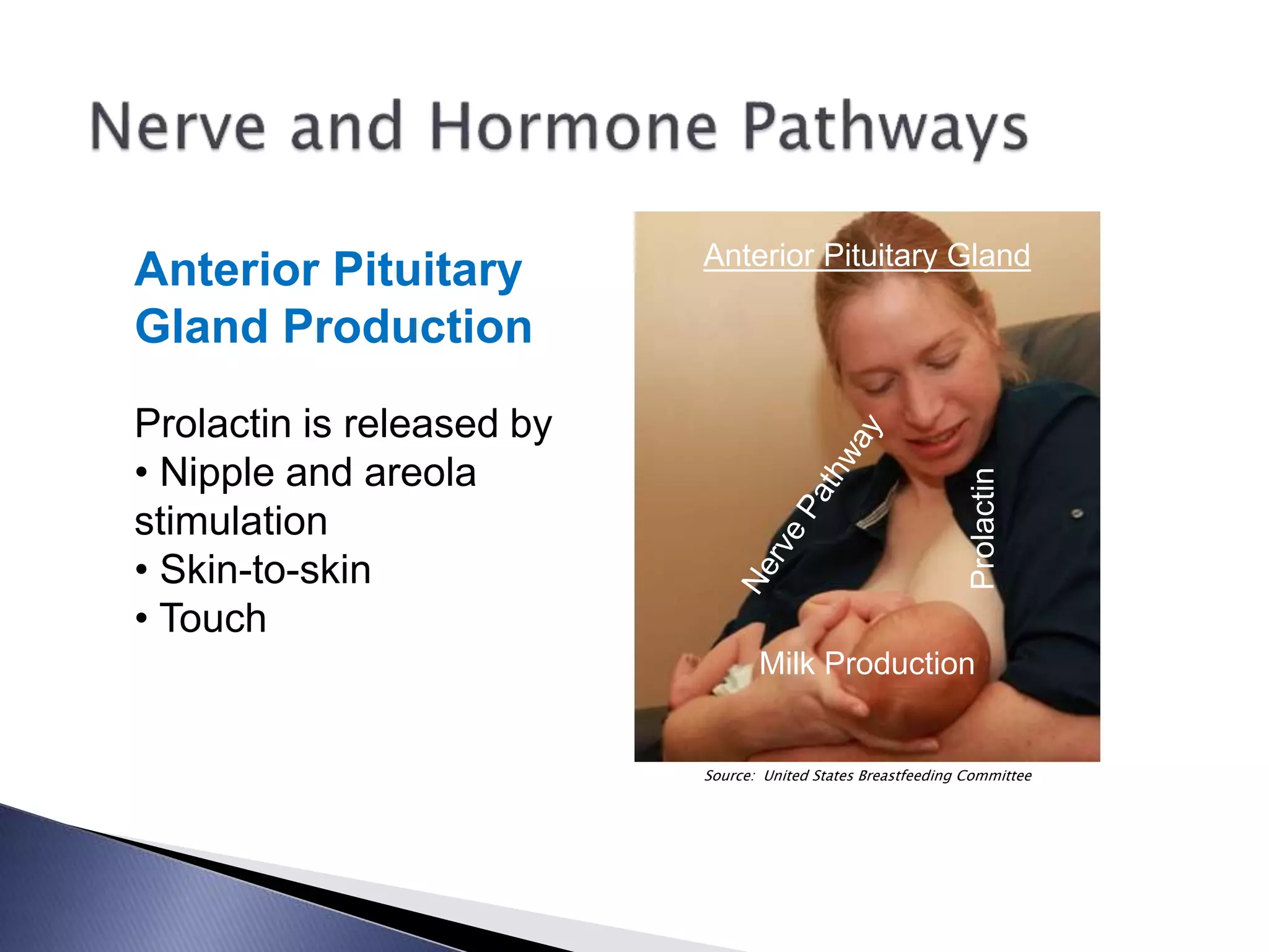 Session 3 from baby to breast -anatomy and physiolgy 2016 | PPT