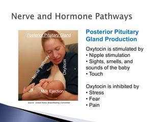 Session 3 from baby to breast -anatomy and physiolgy 2016 | PPT