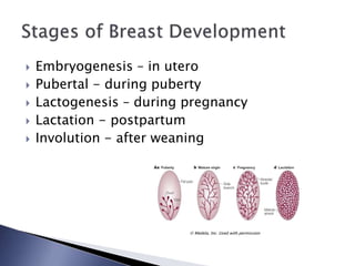 Session 3 from baby to breast -anatomy and physiolgy 2016 | PPT