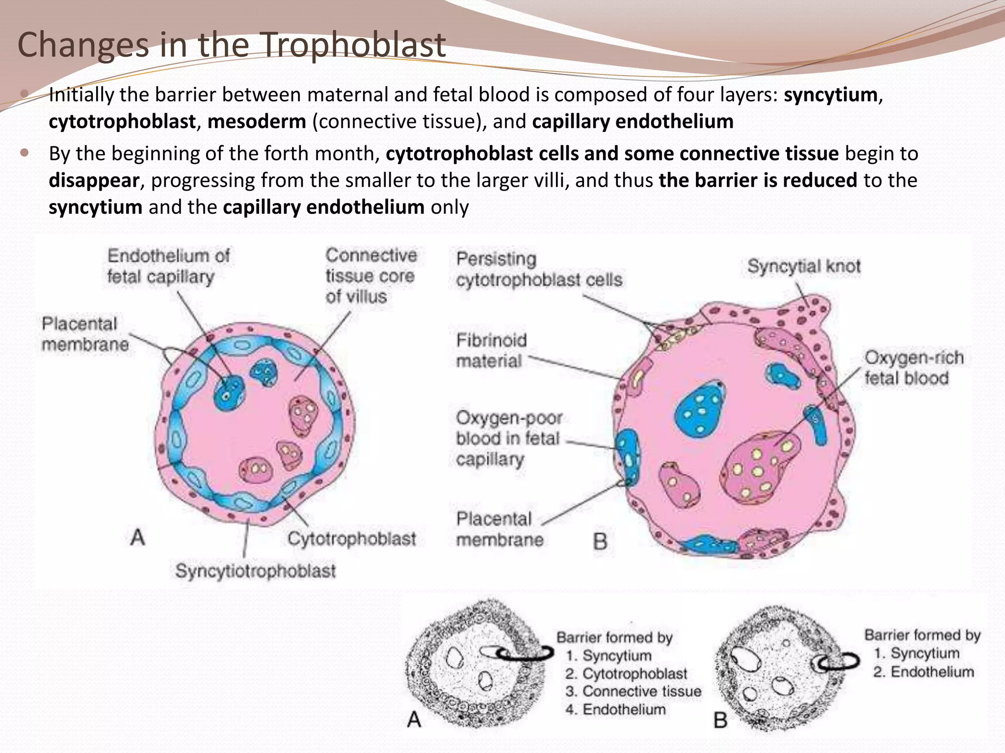 Embryology Course IV - Fetal Period, Birth Defects | PPT