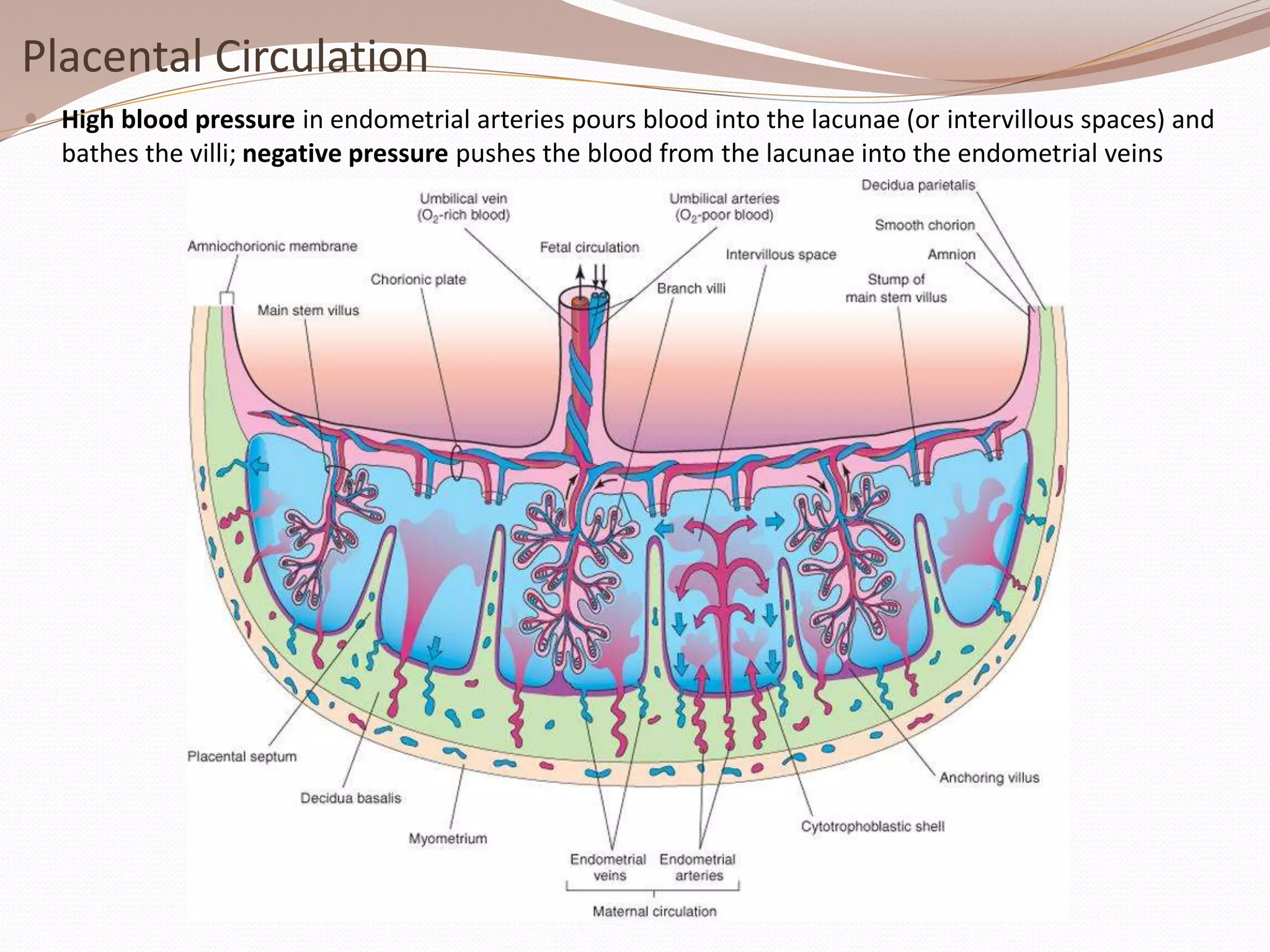 Embryology Course IV - Fetal Period, Birth Defects | PPT