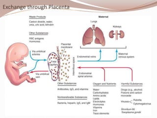 Embryology Course IV - Fetal Period, Birth Defects | PPT