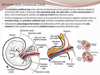 Embryology Course IV - Fetal Period, Birth Defects | PPT