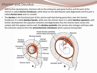 Embryology Course IV - Fetal Period, Birth Defects | PPT