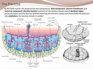 Embryology Course IV - Fetal Period, Birth Defects | PPT