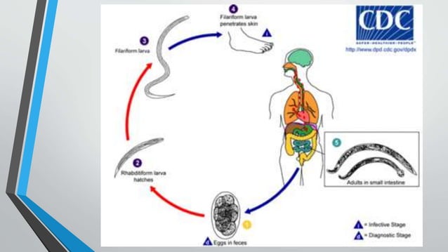 SESSION 4_DISEASES CAUSED BY WORM INFESTATIONS.pptx