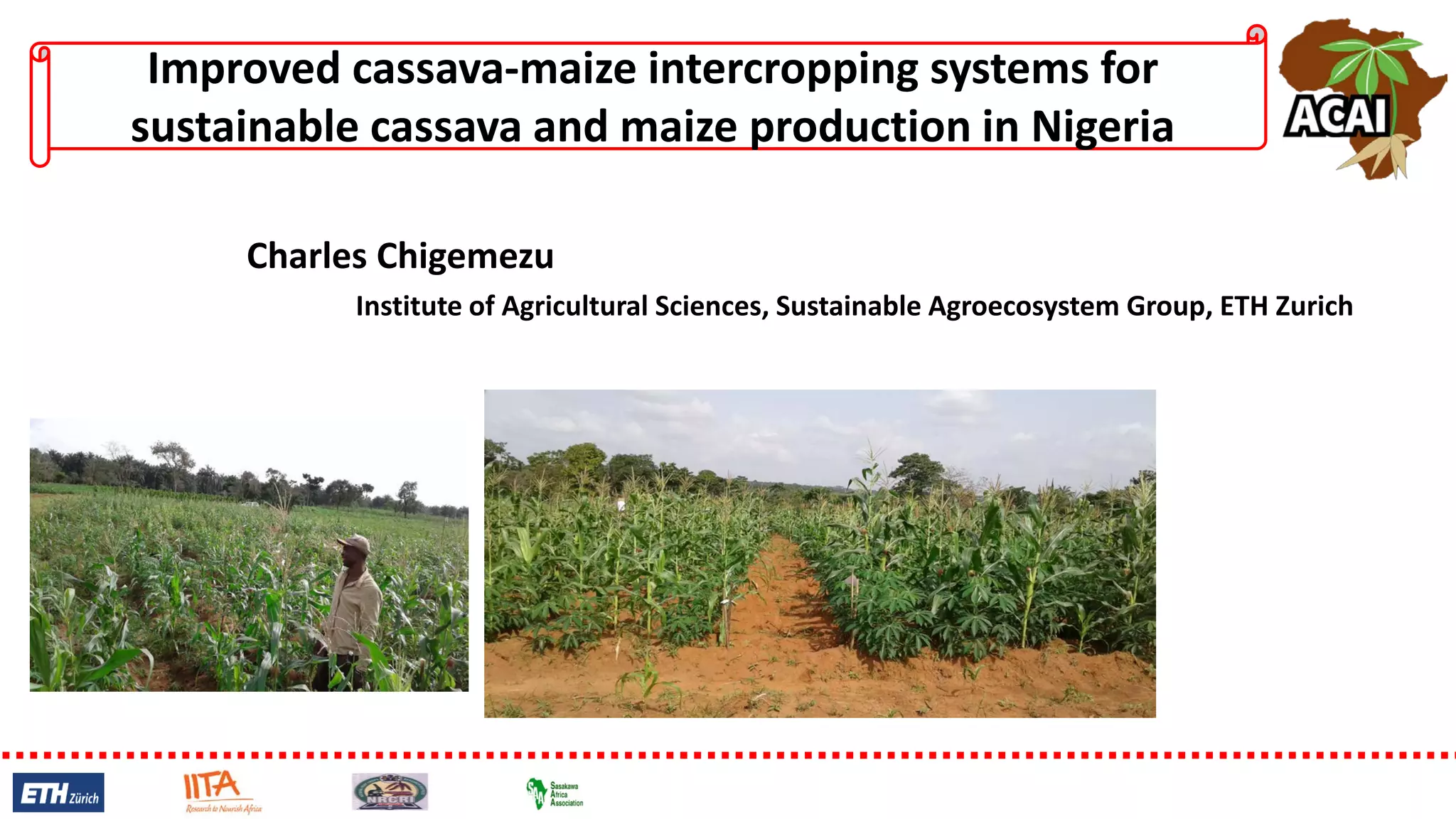 Session 4 improved cassava maize intercropping systems for sustainable cassava and maize ...