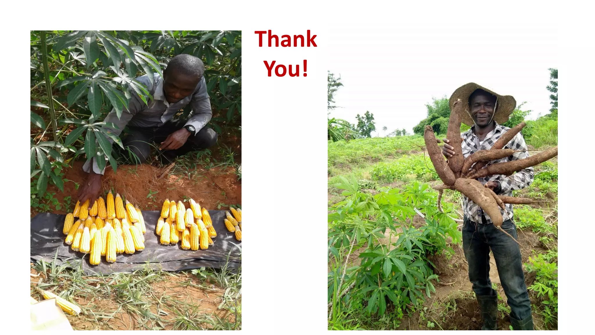 Session 4 improved cassava maize intercropping systems for sustainable ...