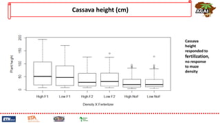 Session 4 improved cassava maize intercropping systems for sustainable ...