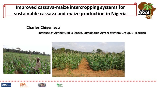 Improved Cassava Maize Intercropping Systems For Sustainable Cassava