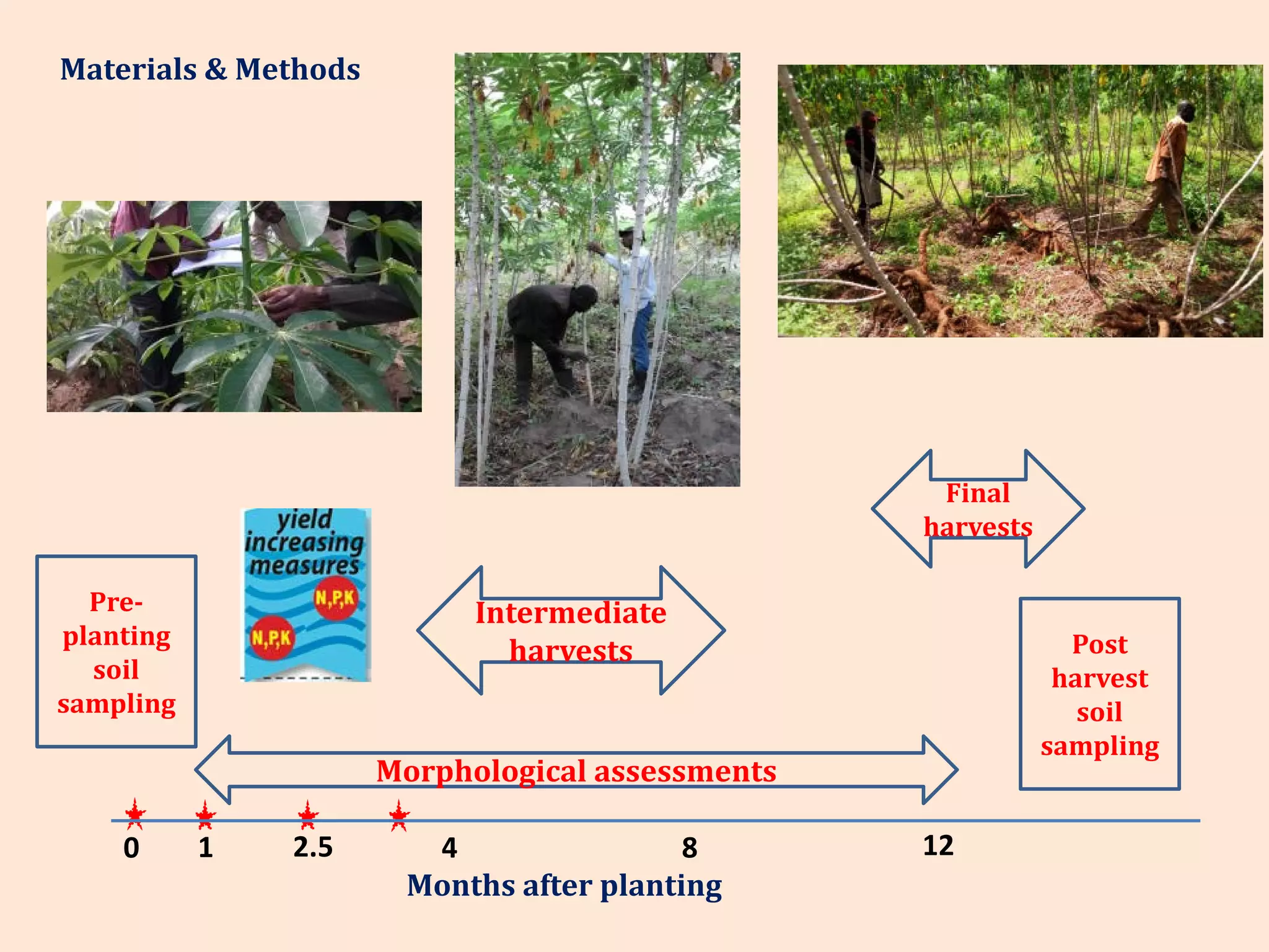 Improved crop management systems for sustainable cassava production in ...