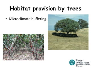 Session 5.3 tree soil interactions and provision of soil mediated ...