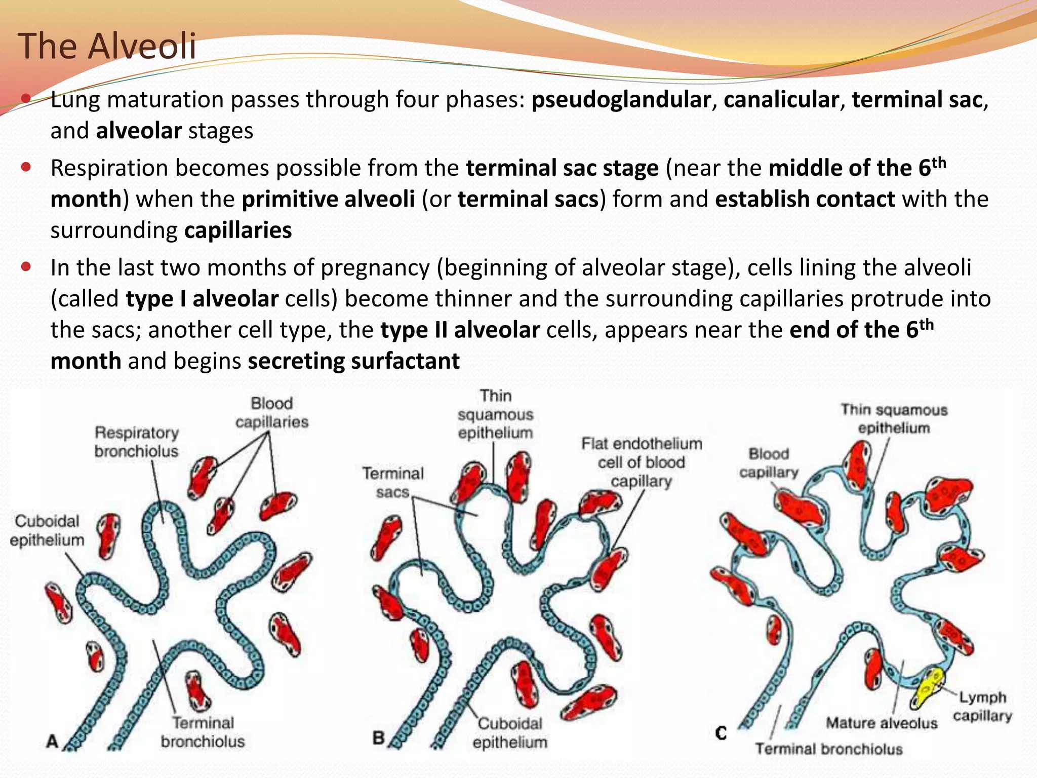 Embryology Course V - Body Cavities, Respiratory System | PPTX