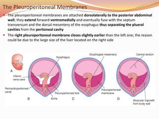 Embryology Course V - Body Cavities, Respiratory System | PPTX