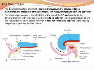 Embryology Course V - Body Cavities, Respiratory System | PPTX