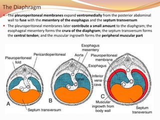 Embryology Course V - Body Cavities, Respiratory System | PPTX