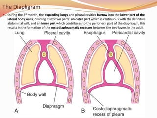 Embryology Course V - Body Cavities, Respiratory System | PPTX