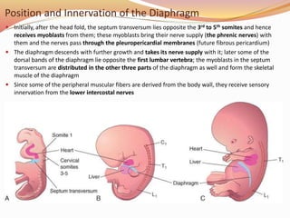 Embryology Course V - Body Cavities, Respiratory System | PPTX