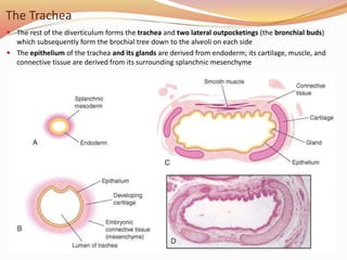 Embryology Course V - Body Cavities, Respiratory System | PPTX