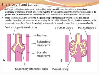 Embryology Course V - Body Cavities, Respiratory System | PPTX