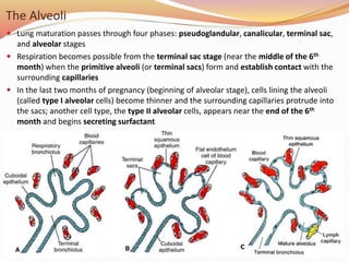 Embryology Course V - Body Cavities, Respiratory System | PPTX