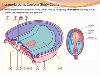 Embryology Course V - Body Cavities, Respiratory System | PPTX