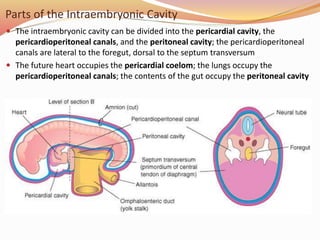 Embryology Course V - Body Cavities, Respiratory System | PPTX