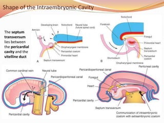 Embryology Course V - Body Cavities, Respiratory System | PPTX