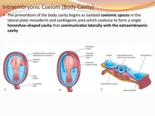 Body Cavity Coelom