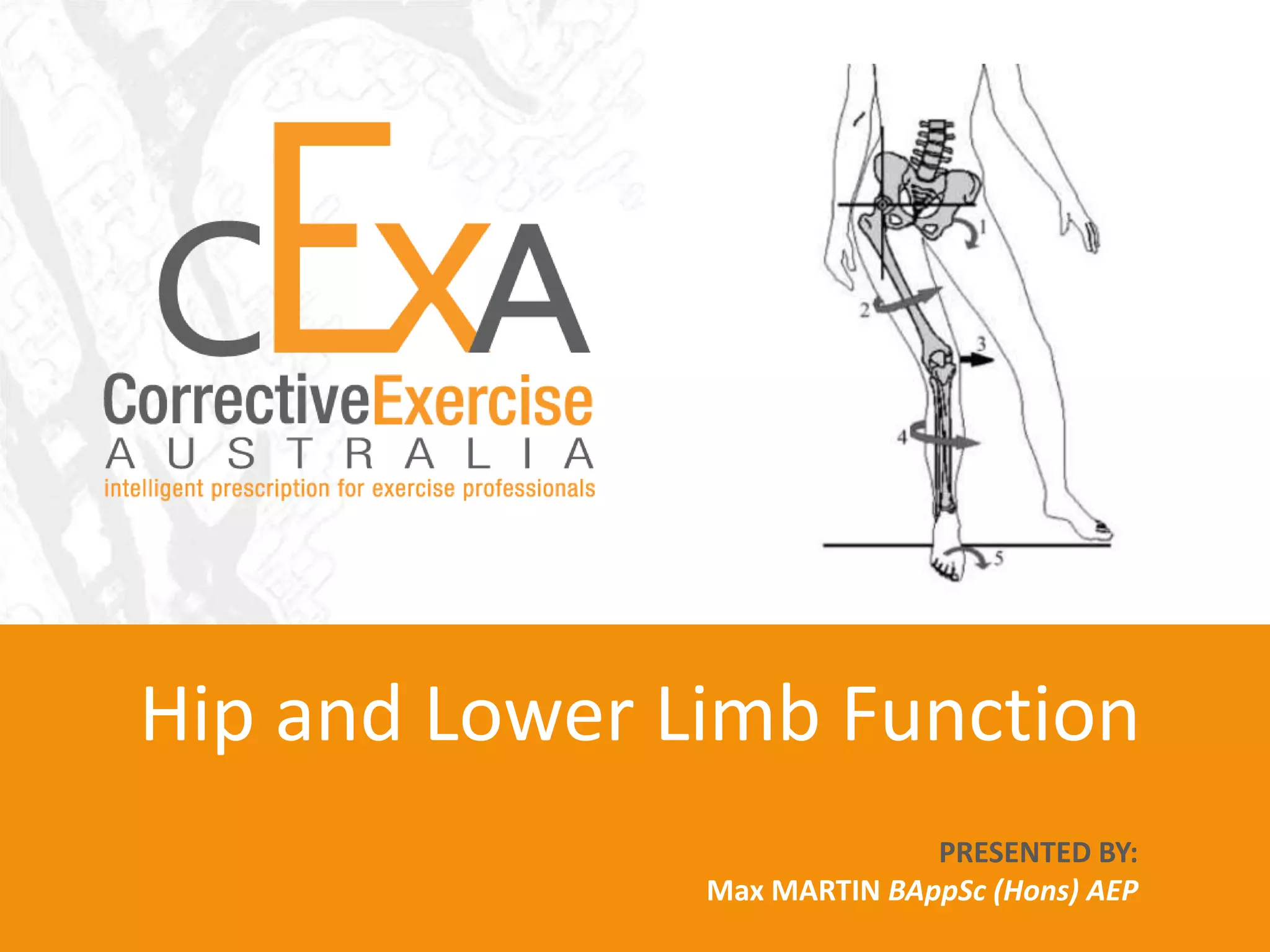 Function of the Hip and the lower limb: The relationship between ...