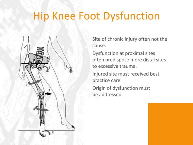 Function of the Hip and the lower limb: The relationship between ...