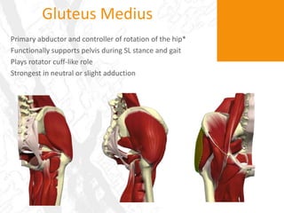 Function of the Hip and the lower limb: The relationship between ...