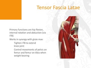 Function of the Hip and the lower limb: The relationship between ...