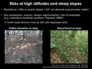 Session 6.2 risky economics of rubber plantations | PPT