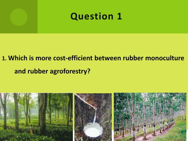 Session 6.2 rubber monoculture or agroforestry | PPTX | Agriculture ...