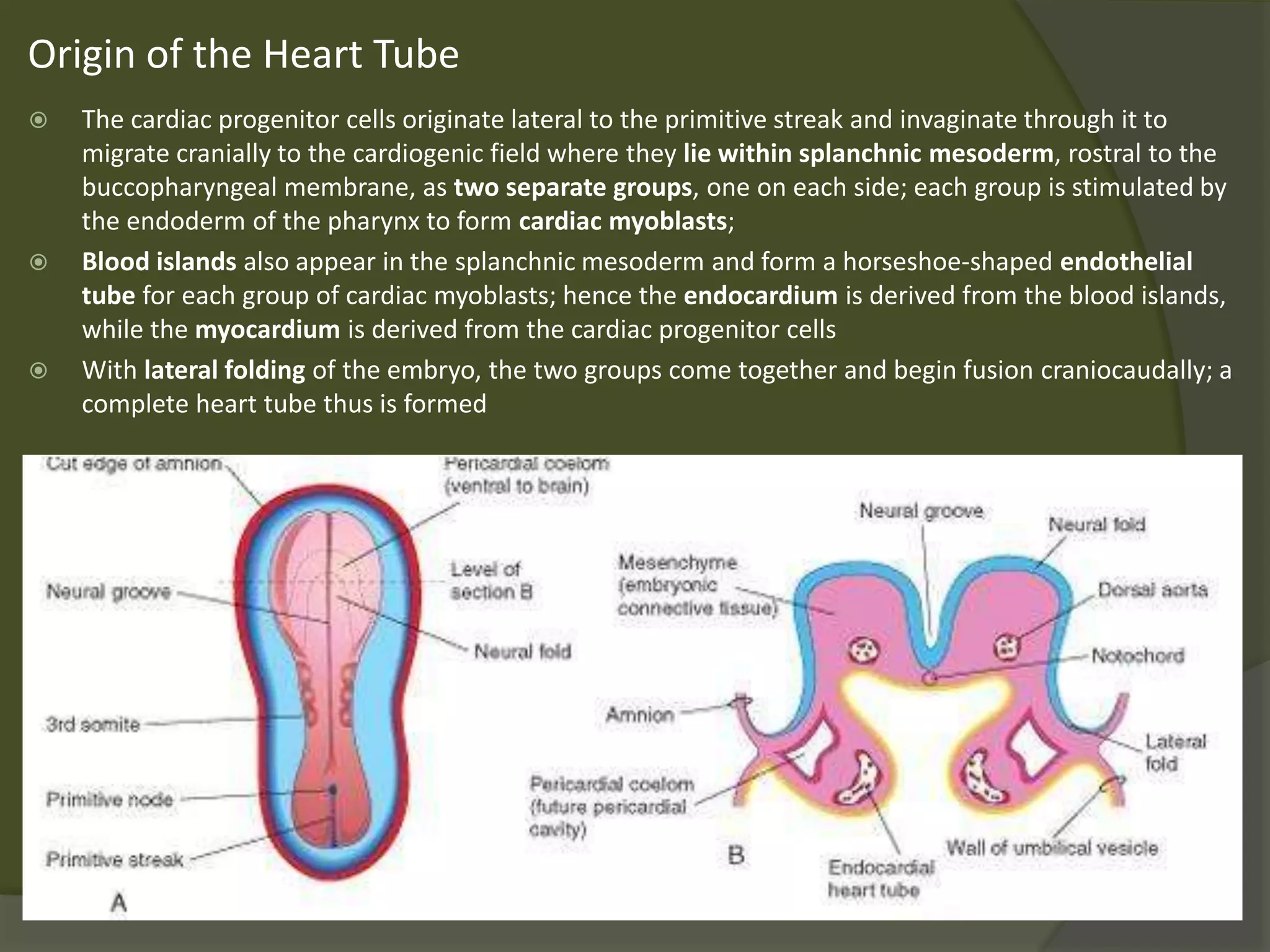 Embryology Course VI - Cardiovascular System | PPT