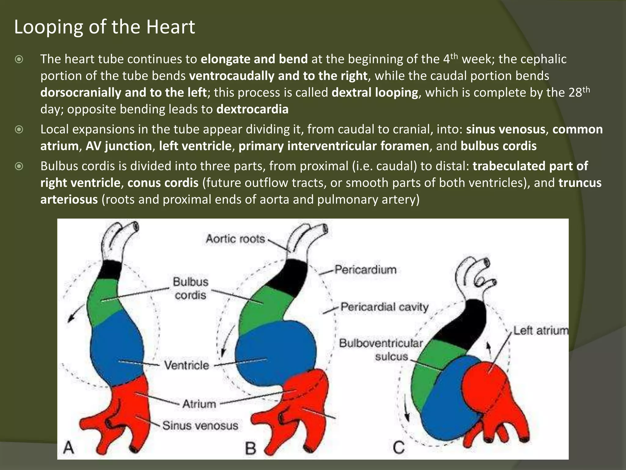 Embryology Course VI - Cardiovascular System | PPT