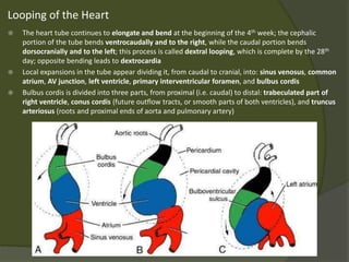 Embryology Course VI - Cardiovascular System | PPTX