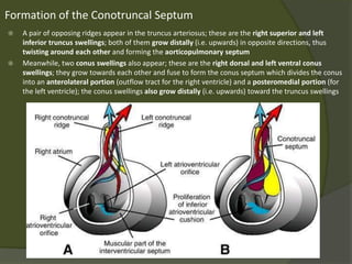 Embryology Course VI - Cardiovascular System | PPT