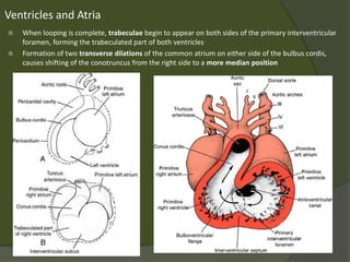 Embryology Course VI - Cardiovascular System | PPT