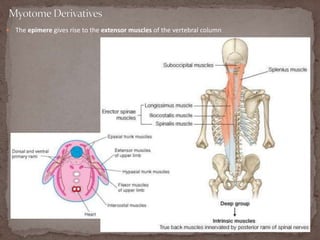 Embryology Course VII - Musculoskeletal System, Pharyngeal Apparatus | PPTX