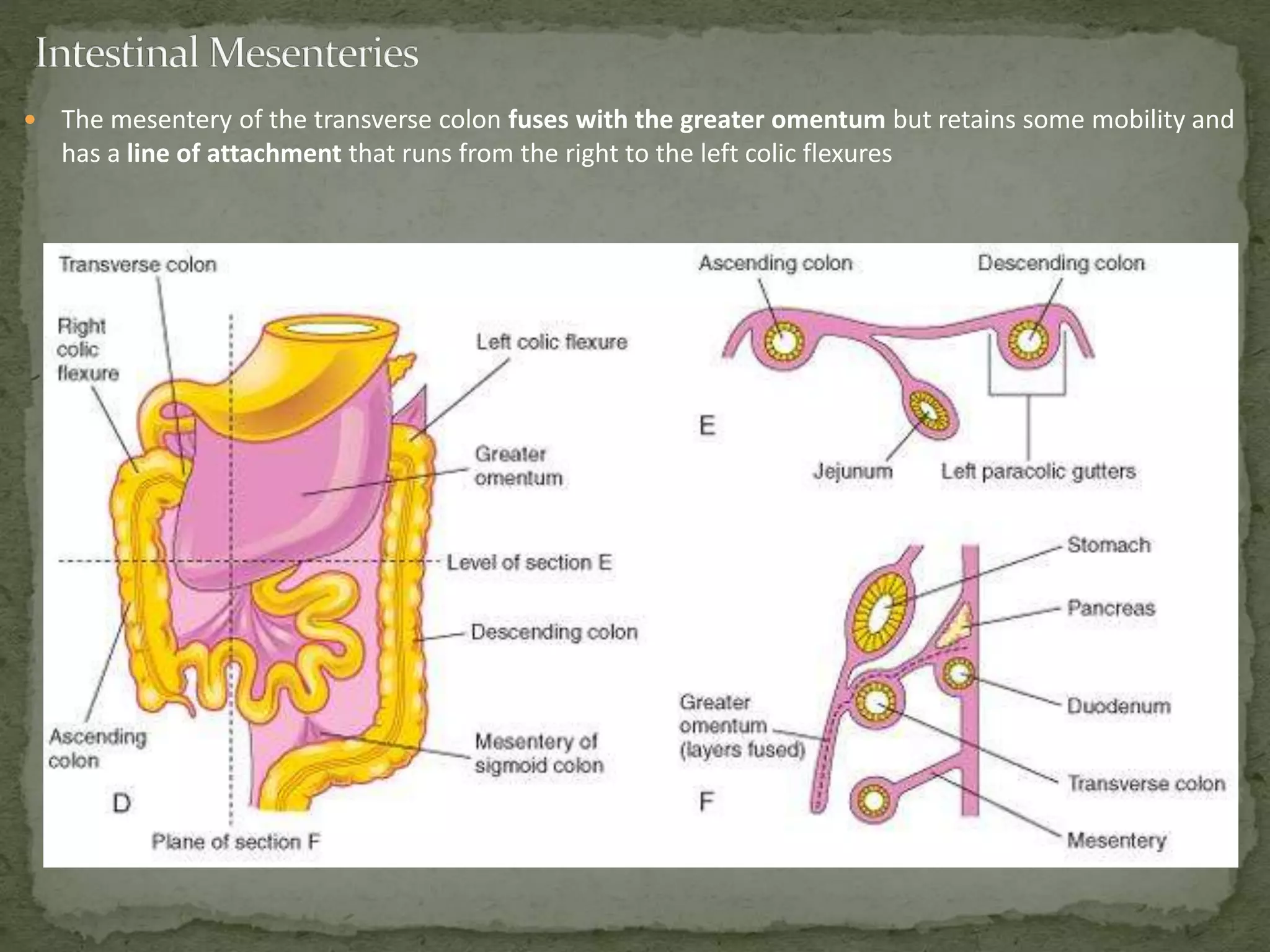 Embryology Course VIII - Digestive System | PPTX