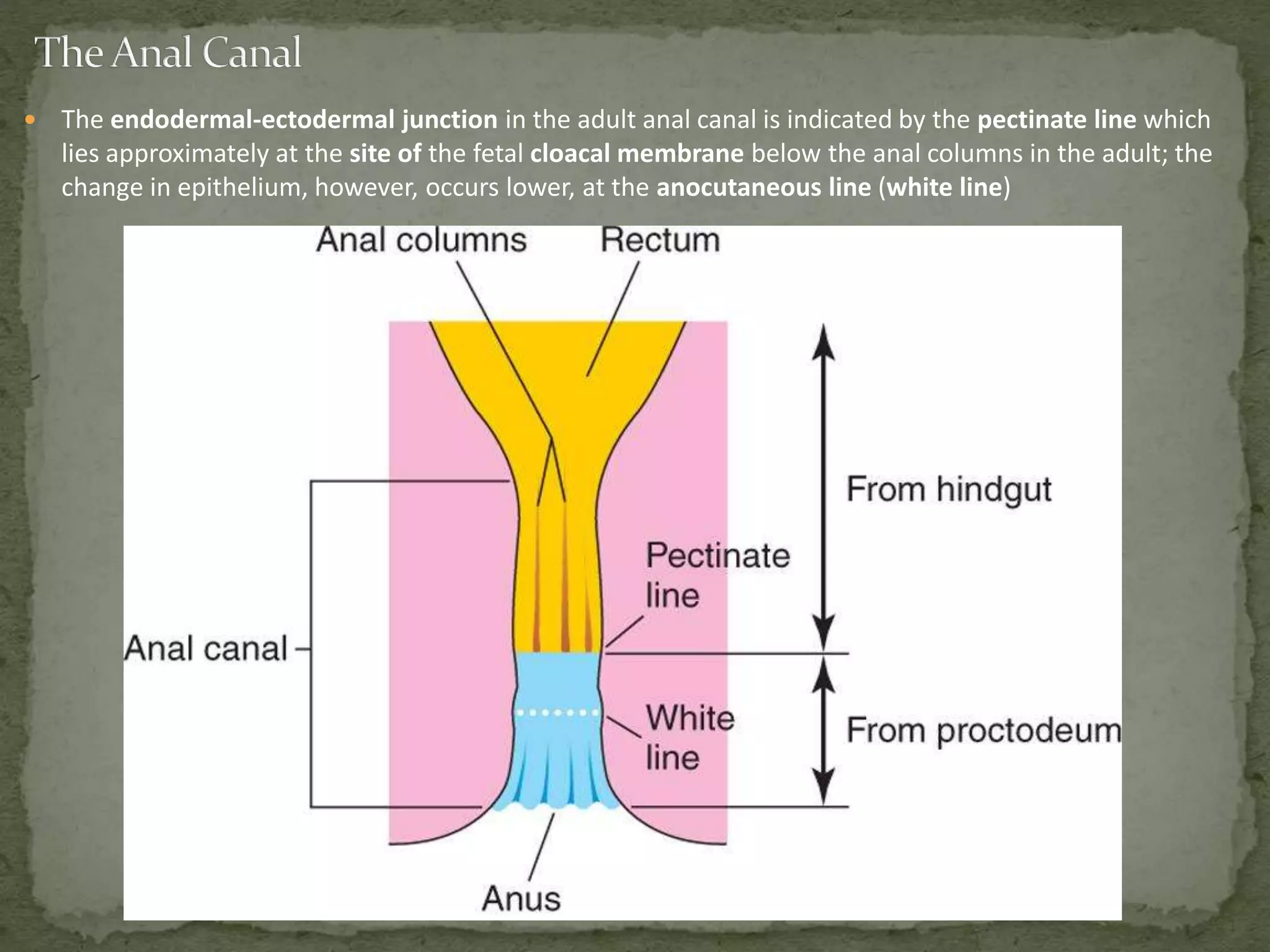 Embryology Course VIII - Digestive System | PPTX