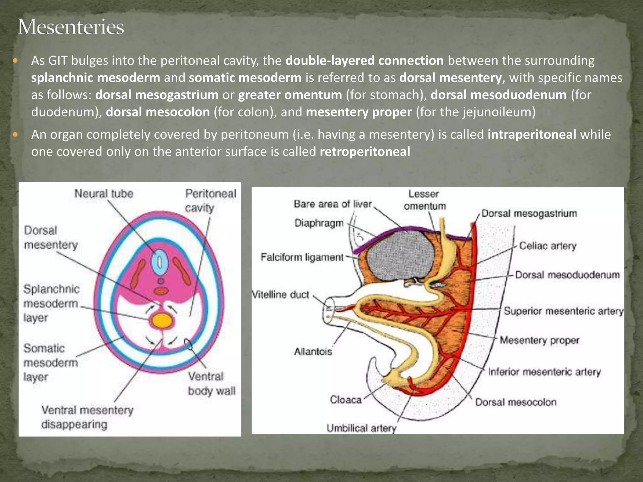 Embryology Course VIII - Digestive System | PPTX