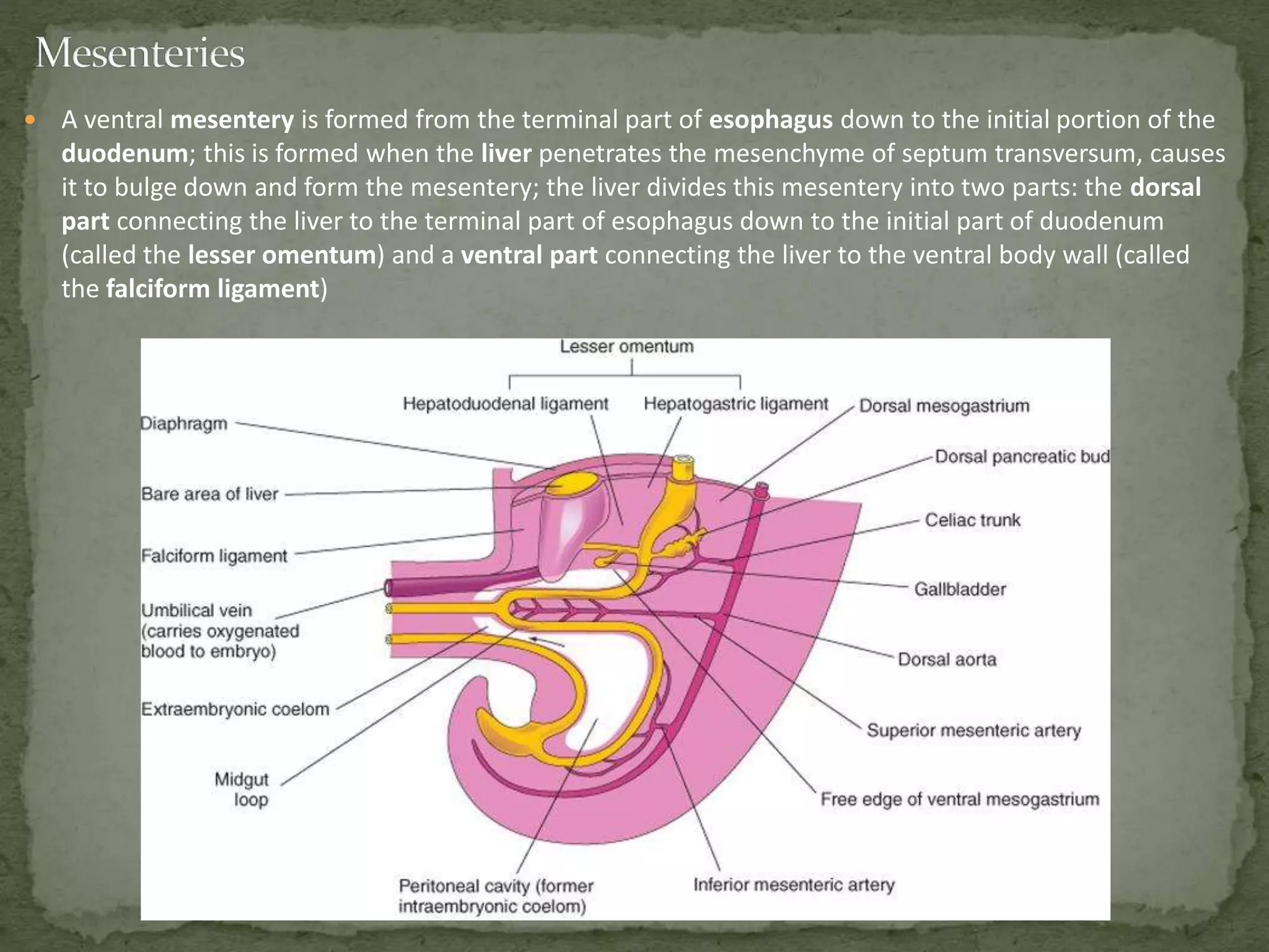 Embryology Course VIII - Digestive System | PPTX