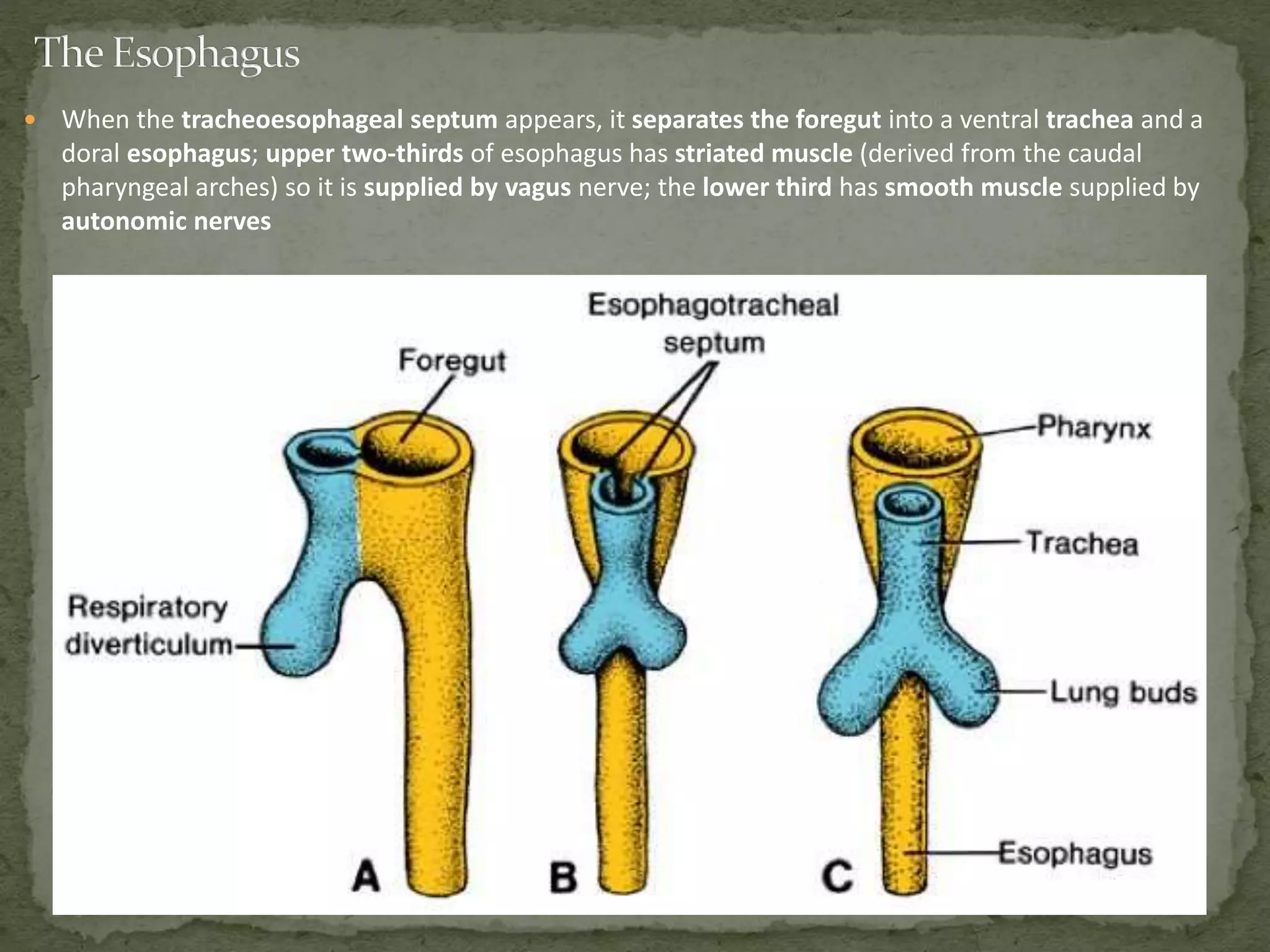 Embryology Course VIII - Digestive System | PPTX