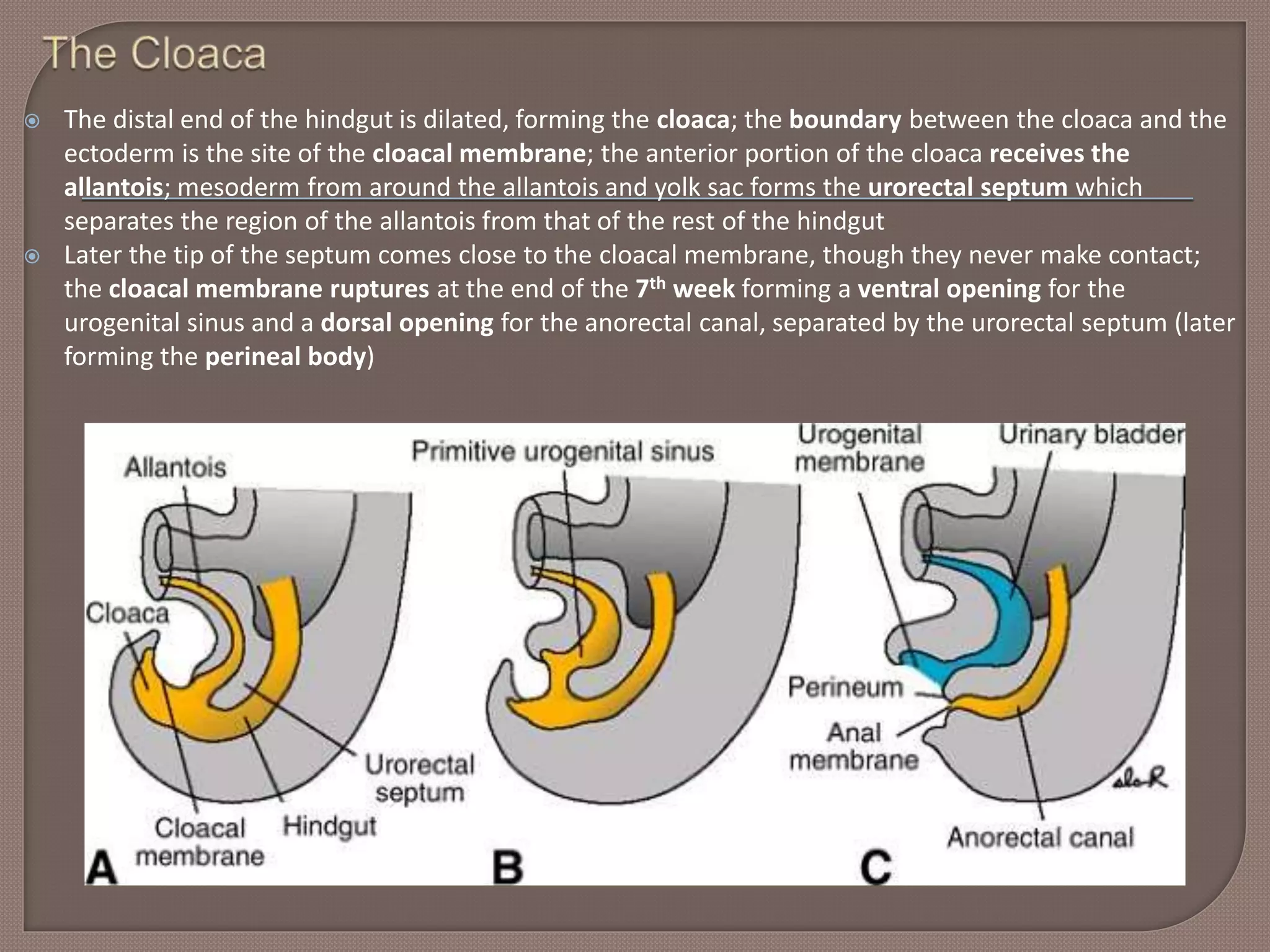 Embryology Course IX - Urogenital System | PPTX