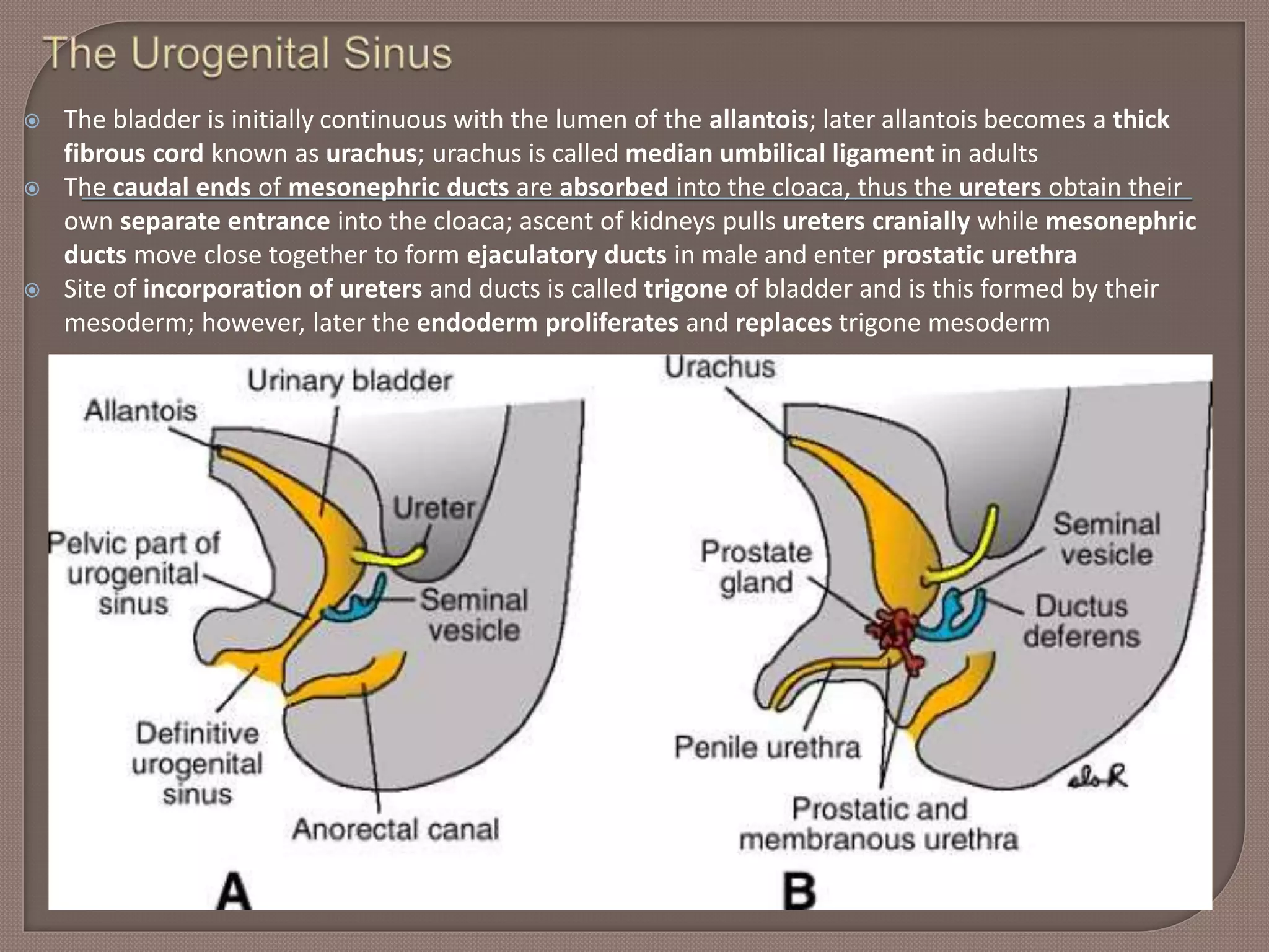 Embryology Course IX - Urogenital System | PPTX
