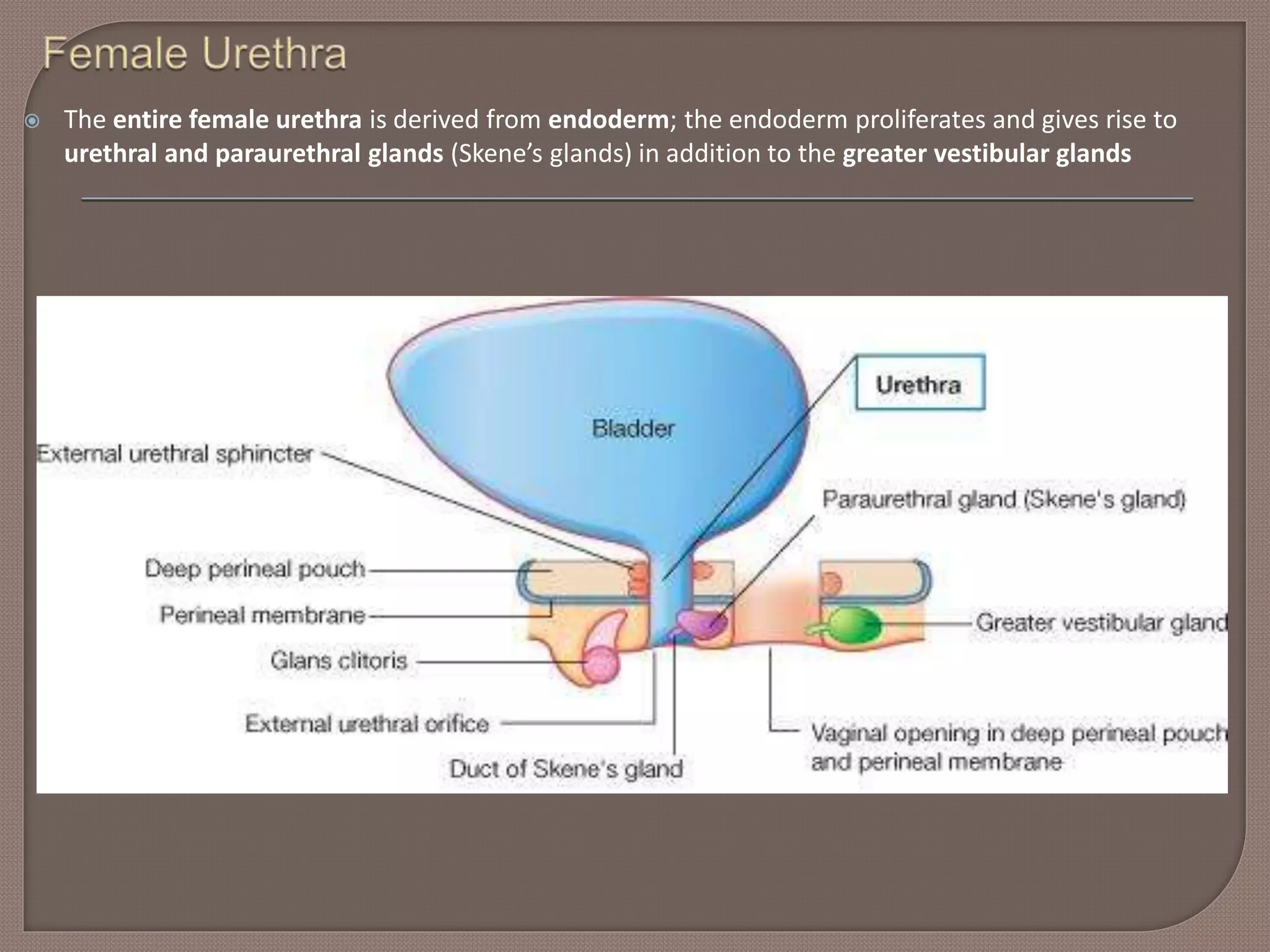 Embryology Course IX - Urogenital System | PPTX
